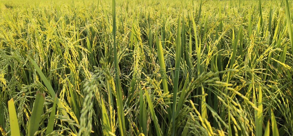 Rice Field stock photo. Image of golf, rice, yellow - 131093462
