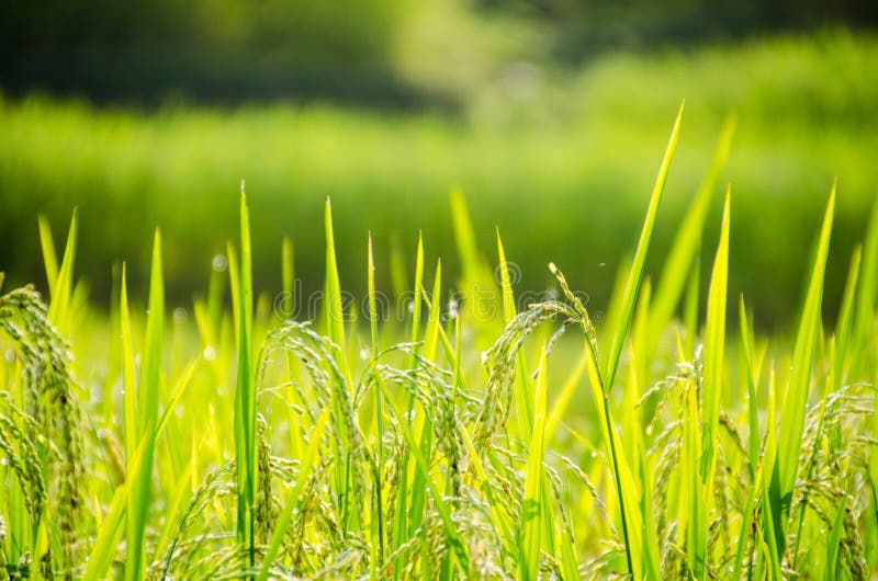 Rice in the field stock image. Image of cultivation, asia - 74478859
