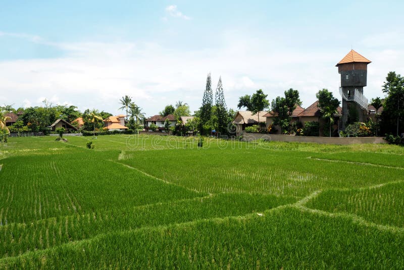 Rice field stock photo. Image of thailand, grass, field - 70869562