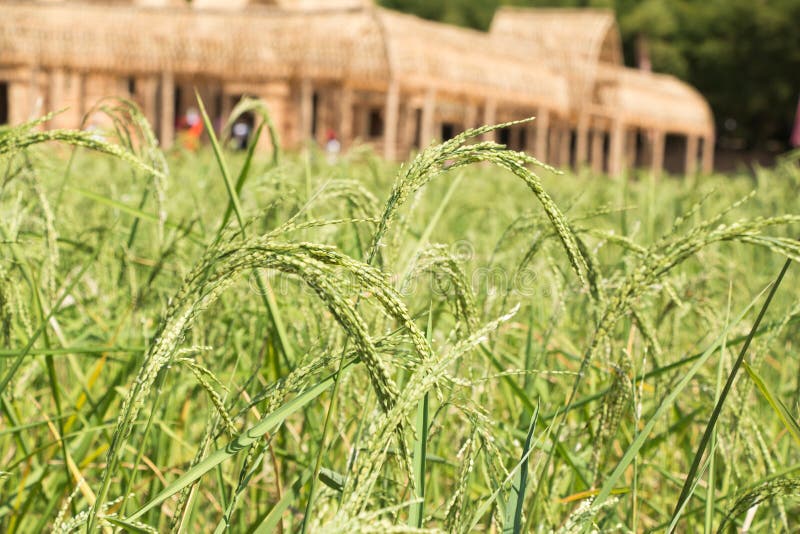 Rice field stock photo. Image of black, ripe, cereal - 64174014