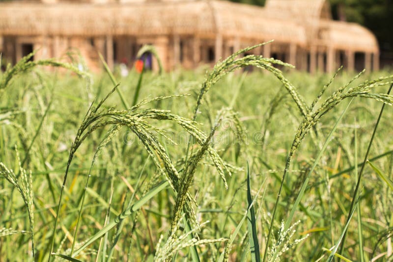 Rice field stock photo. Image of grow, plantation, farm - 64174056