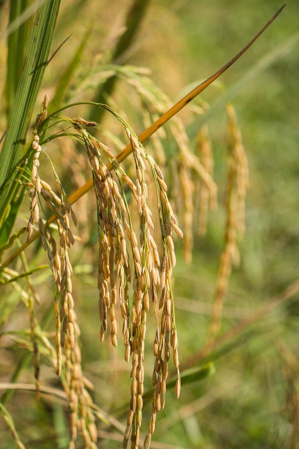 Rice field stock image. Image of asia, farming, countryside - 64174297