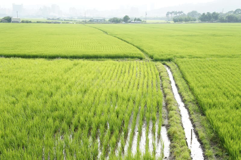 Rice field stock image. Image of outdoor, farmer, asia - 49286849