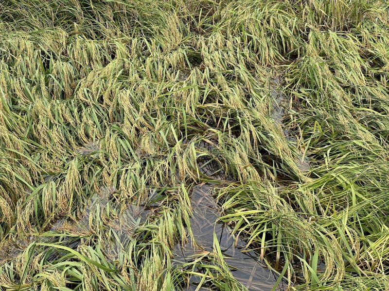 Rice Field, Green Rice Field in the Countryside Stock Image - Image of ...