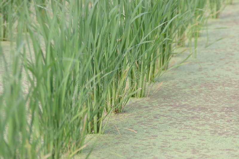A Rice Field , Green Rice in Feild Beack Ground Stock Image - Image of ...