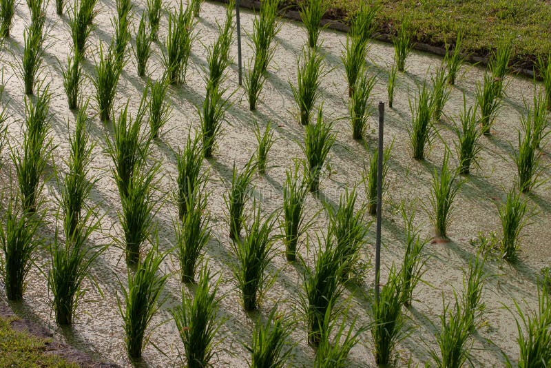 A Rice Field , Green Rice in Feild Beack Ground Stock Image - Image of ...