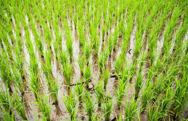 Rice field stock image. Image of countryside, farmland - 43990417