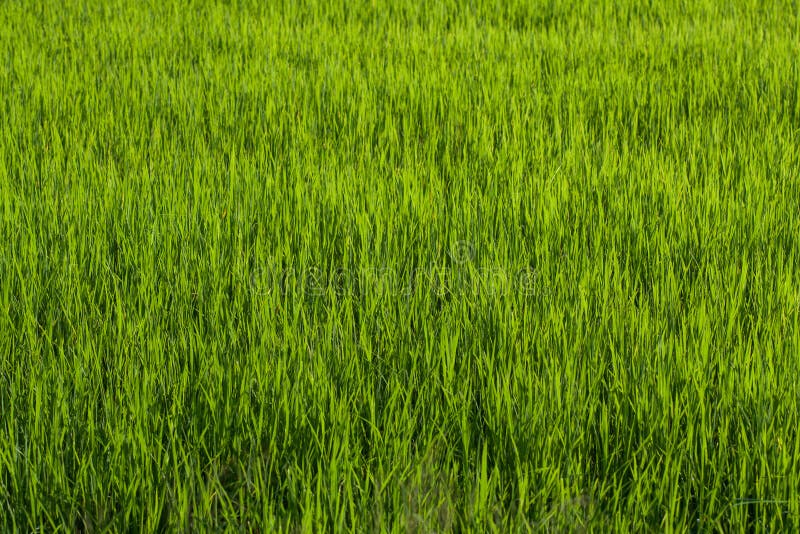 Rice field green grass stock photo. Image of food, country - 28343688