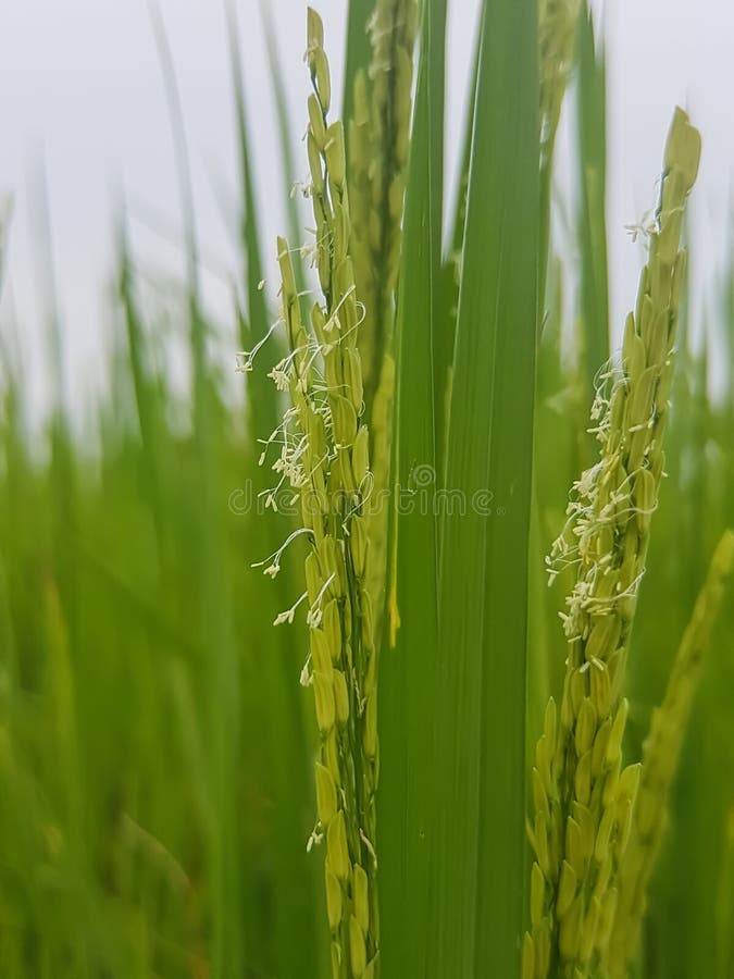 Rice field stock image. Image of field, agriculturalist - 78936193