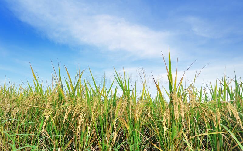 Rice Field Green Grass Blue Sky Stock Photo - Image of asia, blue: 35514412
