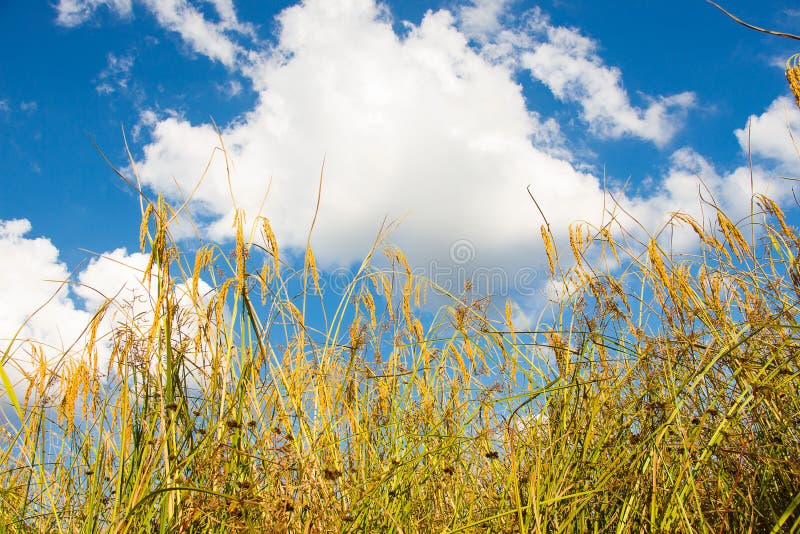 Rice Field Green Grass Blue Sky Cloud Cloudy Stock Photo - Image of ...