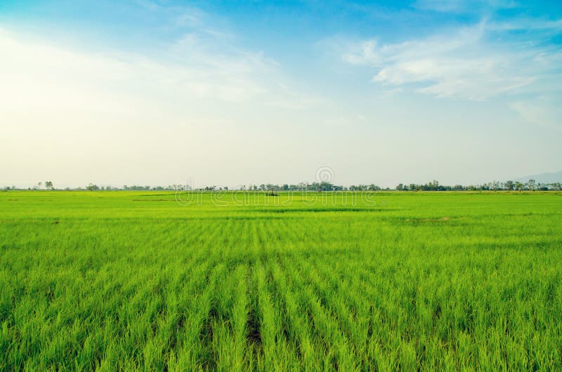 Rice Field Green Grass Blue Sky Cloud Cloudy Landscape Background Stock ...