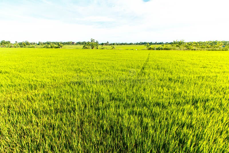 Rice Field Green Grass Blue Sky Cloud Cloudy Landscape Background Stock ...