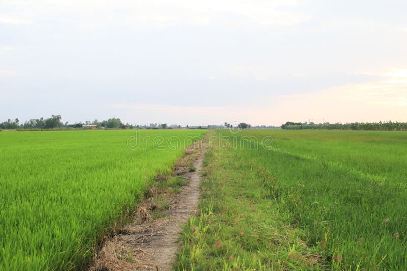 Rice Field Green Grass Blue Sky Cloud Cloudy Landscape Background Stock ...