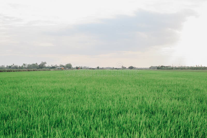 Rice Field Green Grass Blue Sky Cloud Cloudy Landscape Background Stock ...