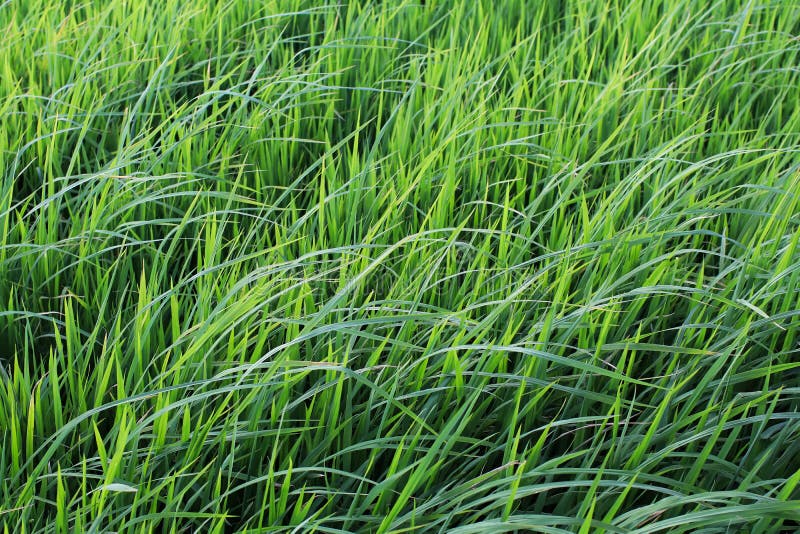 Rice Field Green Grass Blue Sky Cloud Cloudy Landscape Background Stock ...