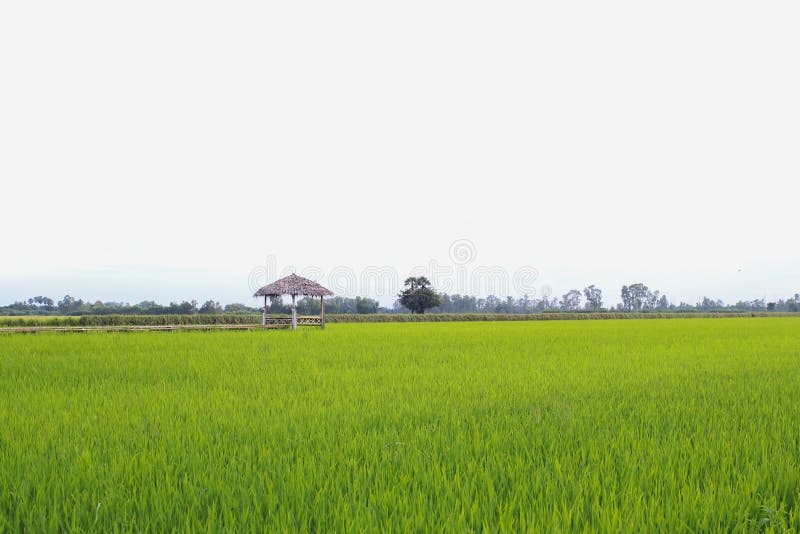 Rice Field Green Grass Blue Sky Cloud Cloudy Landscape Background Stock ...