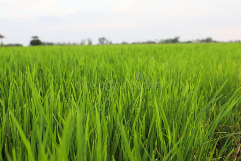 Rice Field Green Grass Blue Sky Cloud Cloudy Landscape Background Stock ...