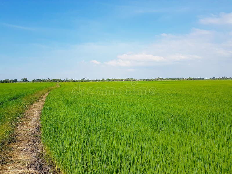 Rice Field Green Grass Blue Sky Cloud Cloudy Landscape Background Stock ...