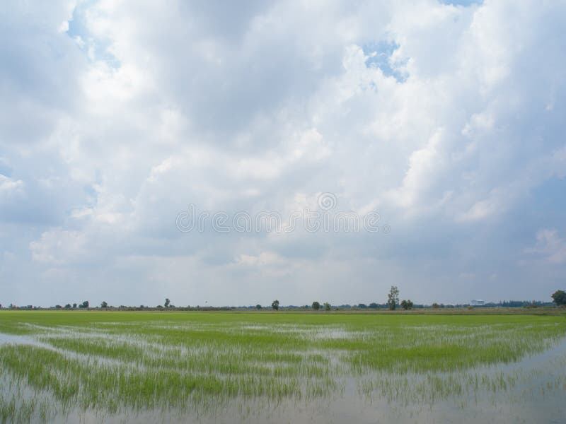Rice Field Green Grass Blue Sky Landscape Stock Photo - Image of rice ...