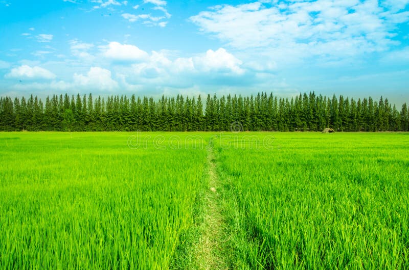 Rice Field Green Grass Blue Sky Landscape Stock Image - Image of ...