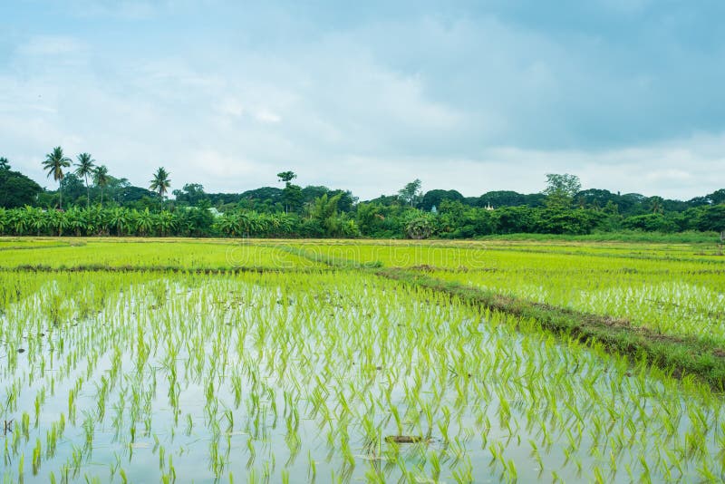 Rice Field Green Grass Blue Sky Landscape Stock Photo - Image of asia ...