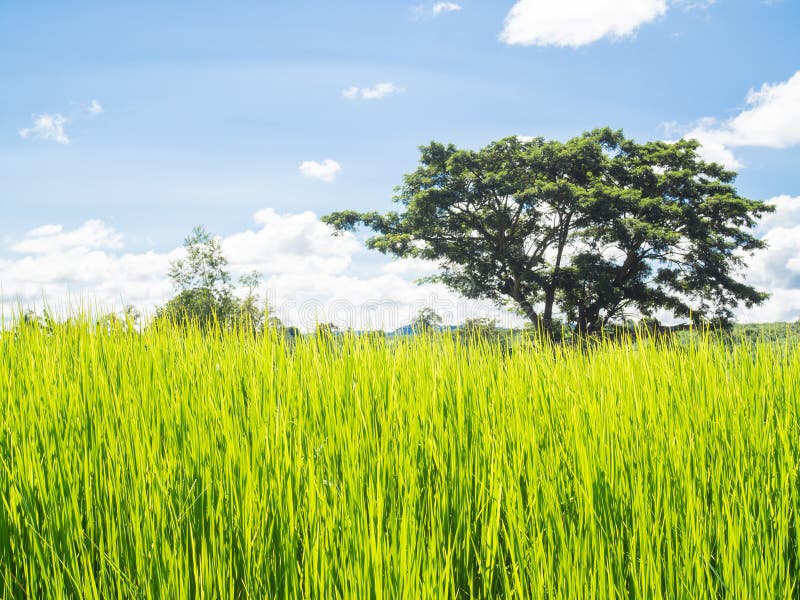 Rice Field stock image. Image of paddy, grow, blue, food - 59180113