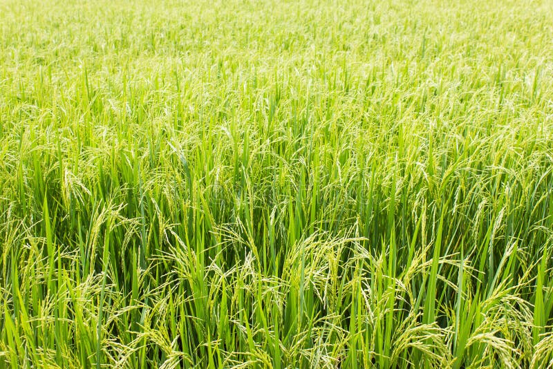 Rice field green grass stock photo. Image of agricultural - 35421176