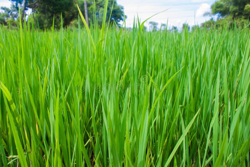 Rice Field Green Grass Landscape Stock Photo - Image of outdoor, rural ...