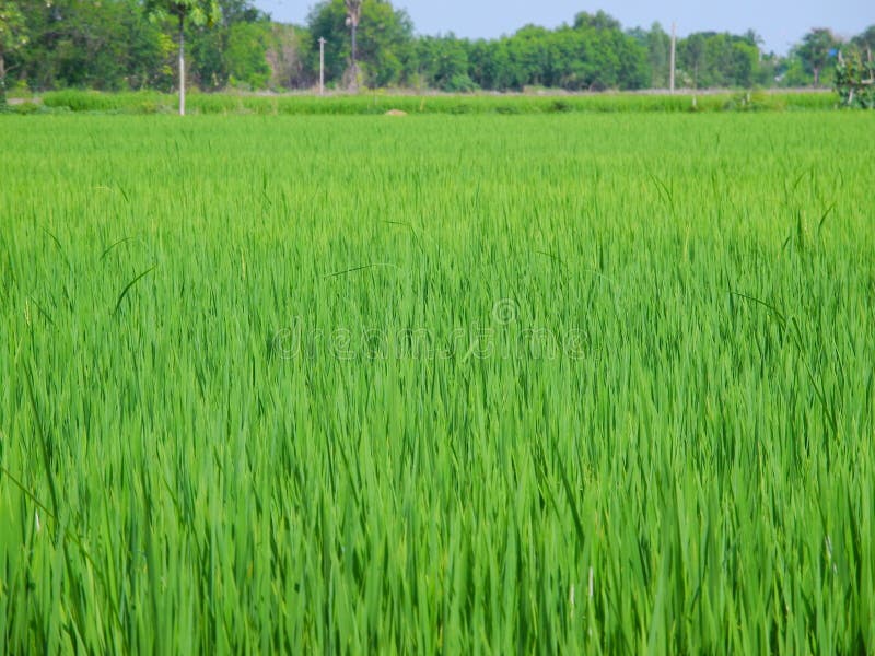 Rice field green grass stock image. Image of grow, horizon - 37261155