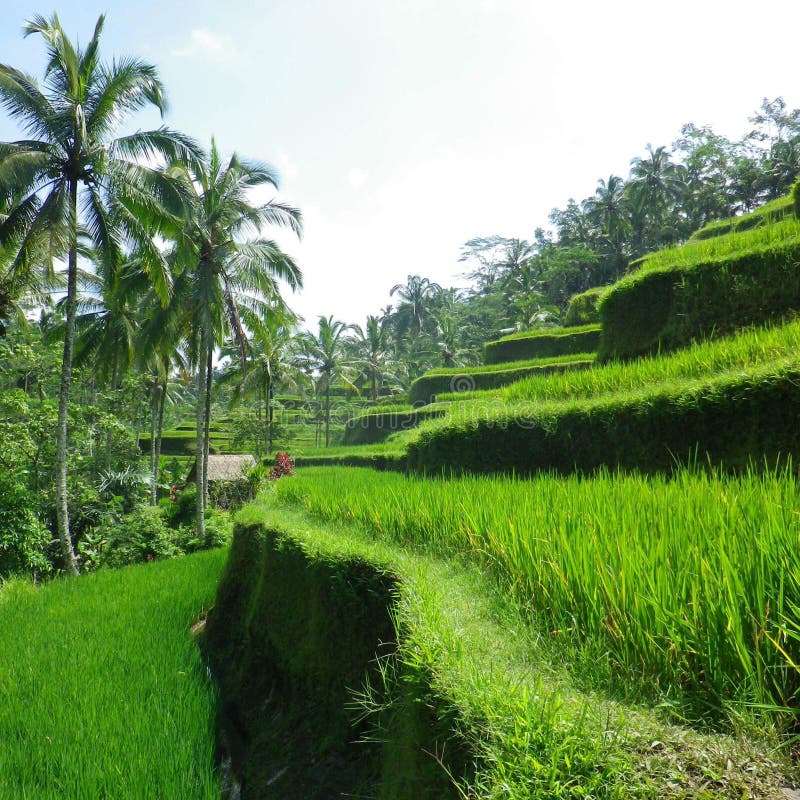 Rice field stock photo. Image of rice, field, green, bali - 96562528
