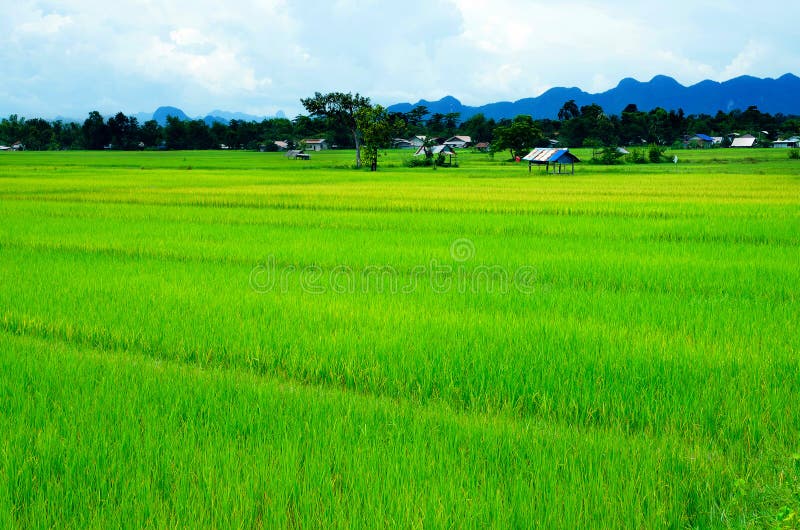 Rice field ridge stock image. Image of field, green, agriculture - 45211727