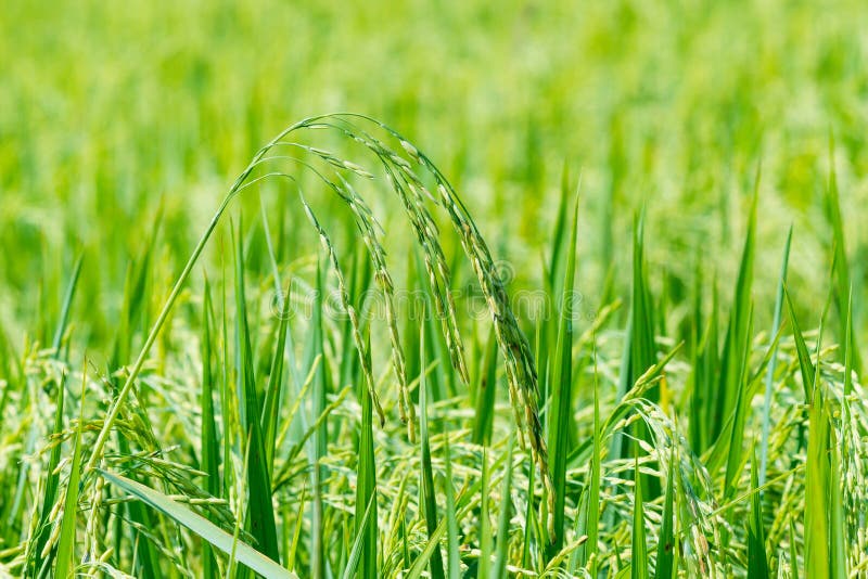 Rice in the field stock photo. Image of food, fall, garden - 140338764
