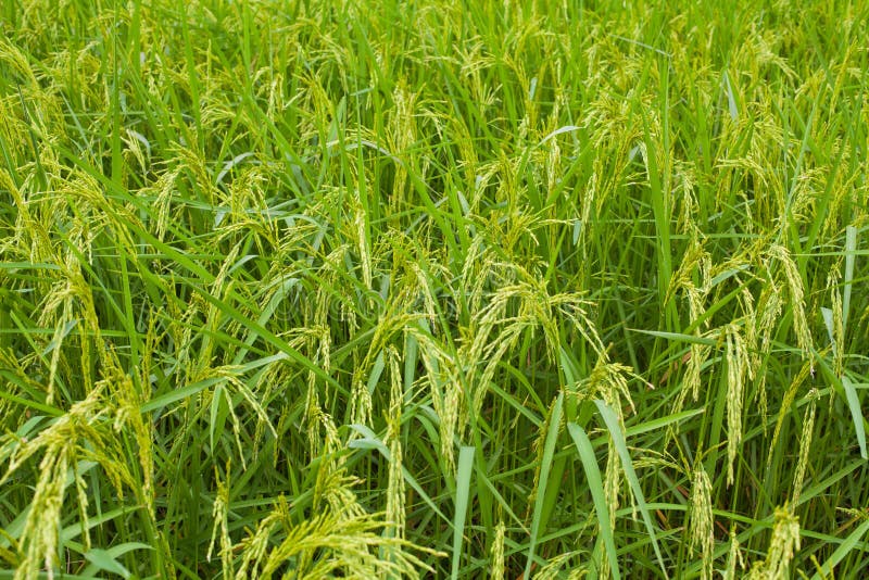 Rice field stock photo. Image of asian, colorful, east - 94215774