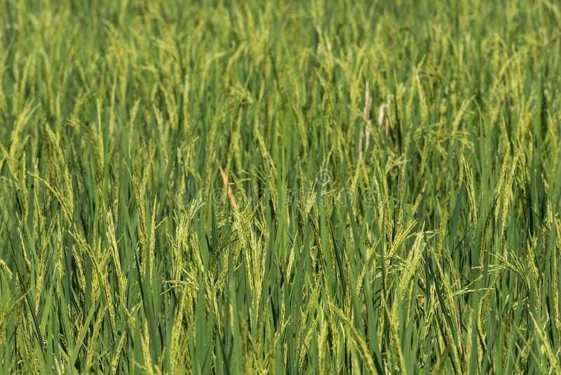 Rice field stock image. Image of economy, farmland, foliage - 64851537