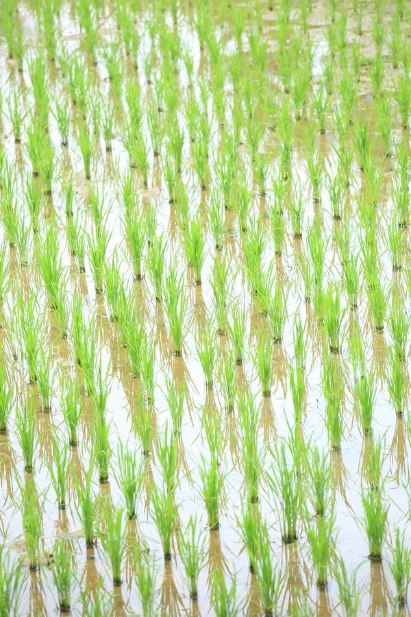 Rice field stock photo. Image of plant, water, grass - 31552528
