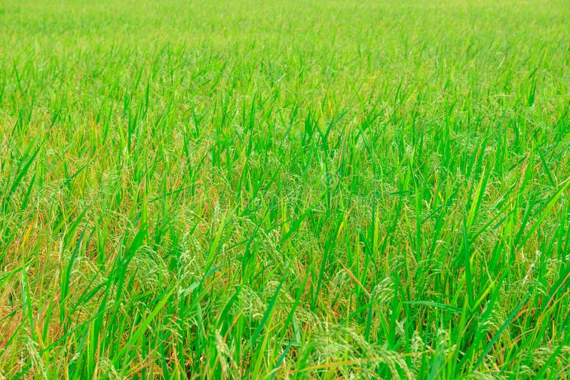 Rice field stock image. Image of farming, natural, agriculture - 83932521