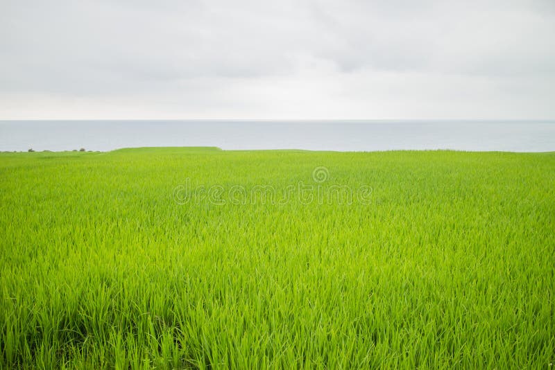 Rice field stock image. Image of fresh, growth, rice - 46743409