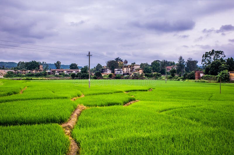 Rice field stock image. Image of colorful, beautiful - 49054001