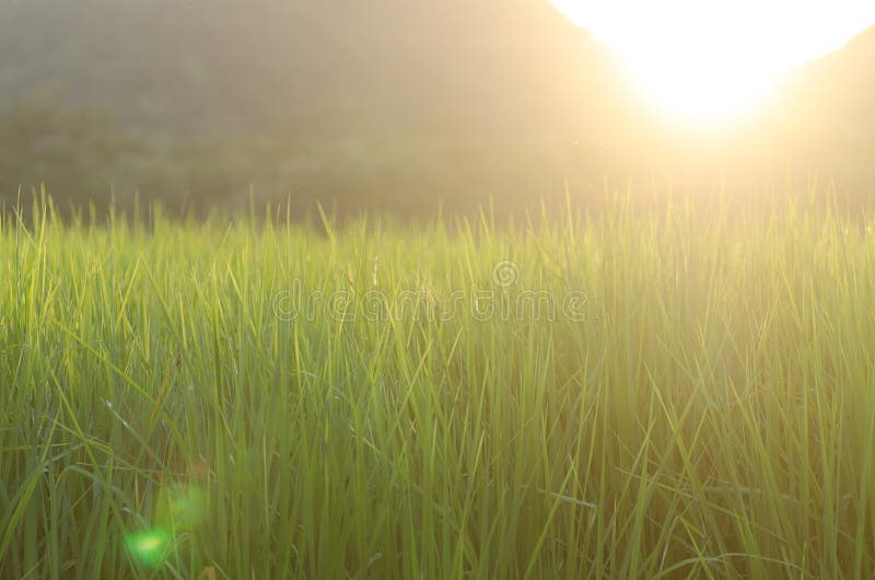 Rice field stock photo. Image of agriculture, natural - 78956826
