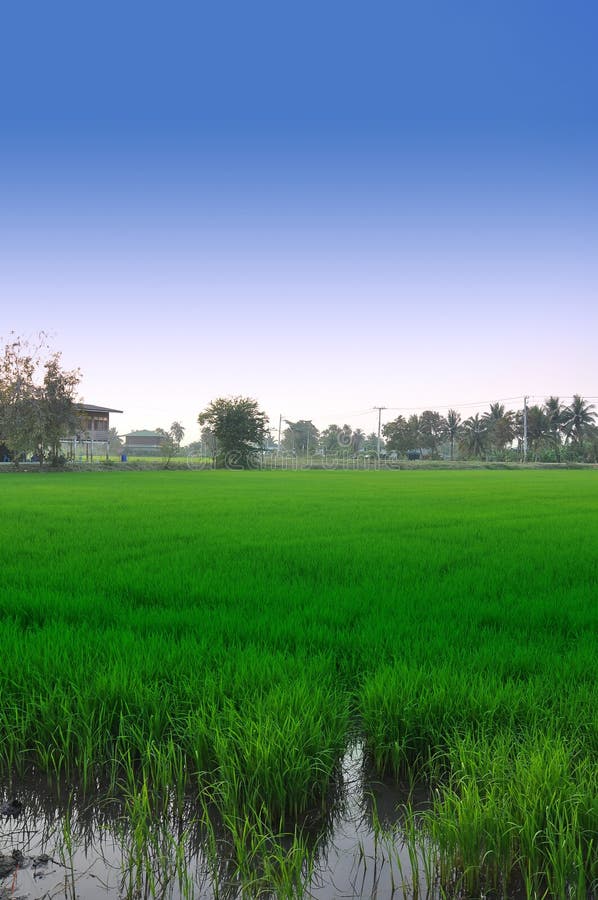 Rice field stock photo. Image of agriculture, field, farming - 16755834