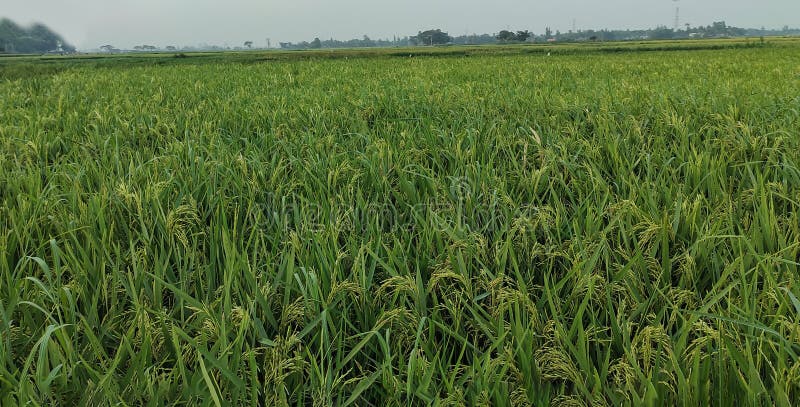 A Rice Field of Green Rice with Trees in the Background, Rice Field on ...