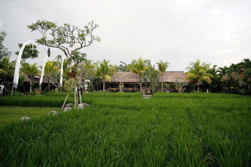 Rice field stock photo. Image of field, farming, farm - 77111946