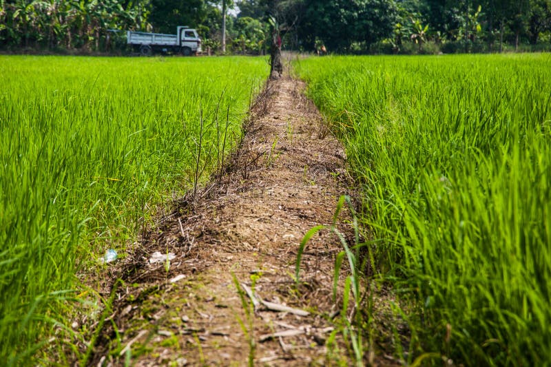 Rice field stock photo. Image of harvest, growing, nature - 33883622