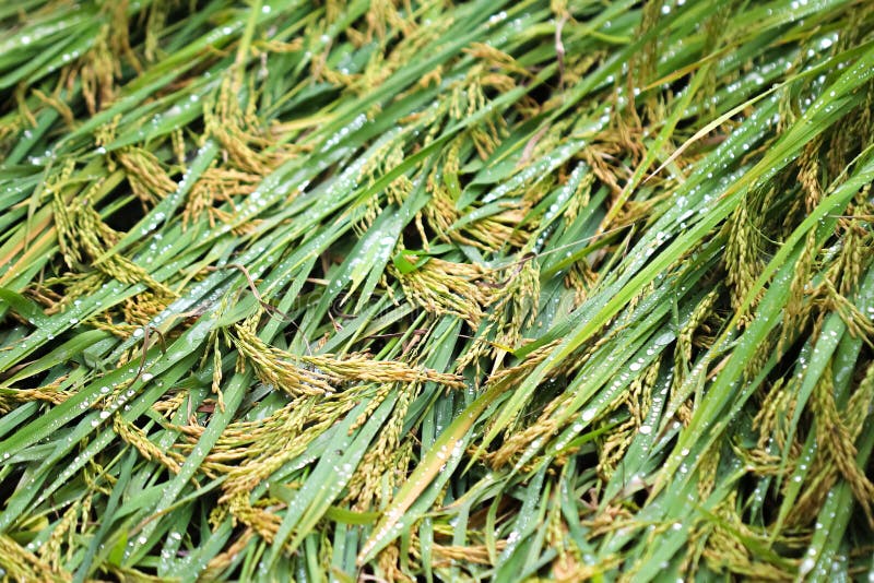 Rice Field on the Ground after Rain with Water Drops Stock Photo ...