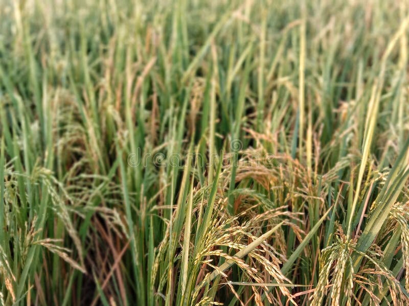 Rice in the Rice Field Grow Well and almost Harvested Stock Image ...