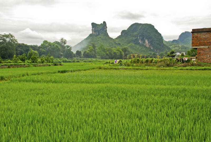 Rice Field in Guilin, China Stock Image - Image of cultivation, scenic ...