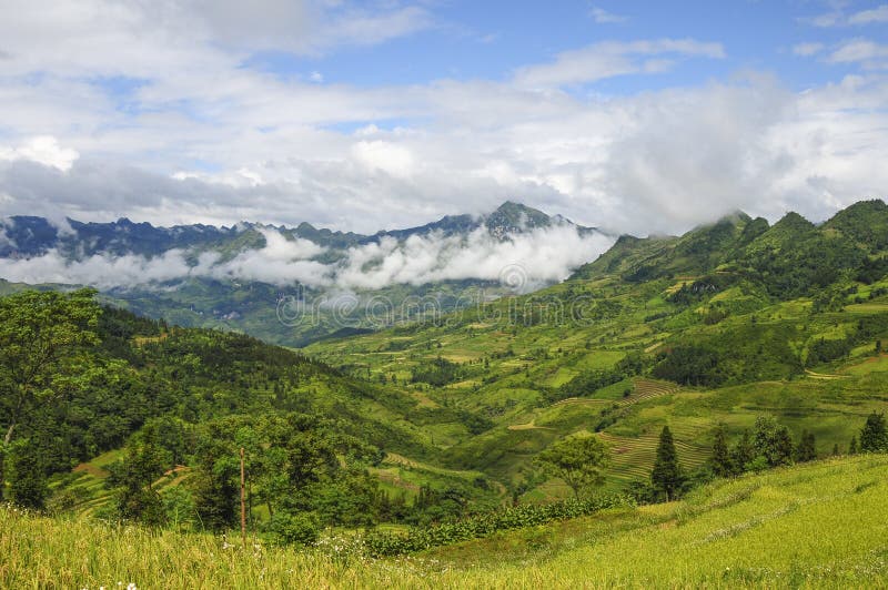 Rice field in Ha Giang stock image. Image of vietnam - 43454015