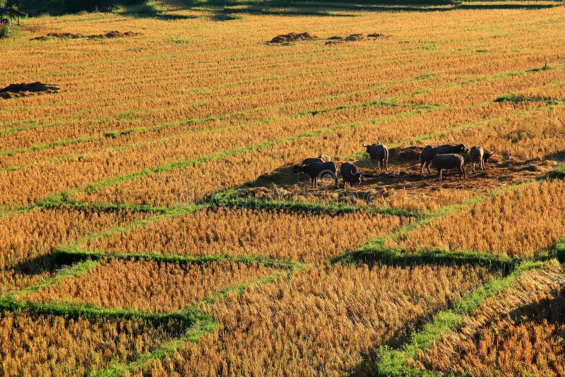 Rice field after harvest stock image. Image of landscape - 27952271