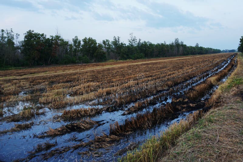Rice field after harvest 1 stock image. Image of color - 46080861